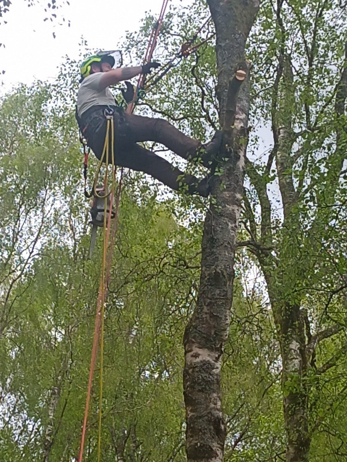 Tree Surgeon Glasgow, Stirling, Falkirk | Scottish Pine Tree Services